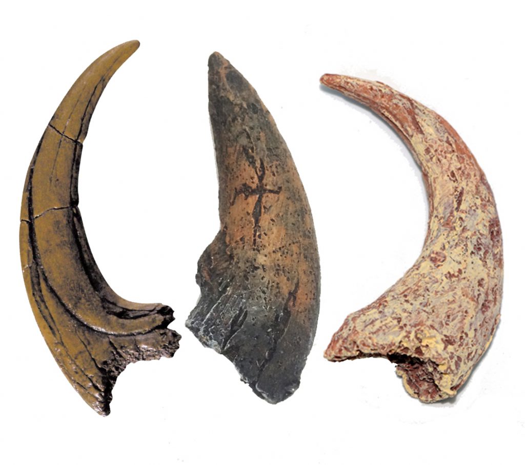 Dinosaur Claws Collection – Jurassic Jacks Fossil Shack