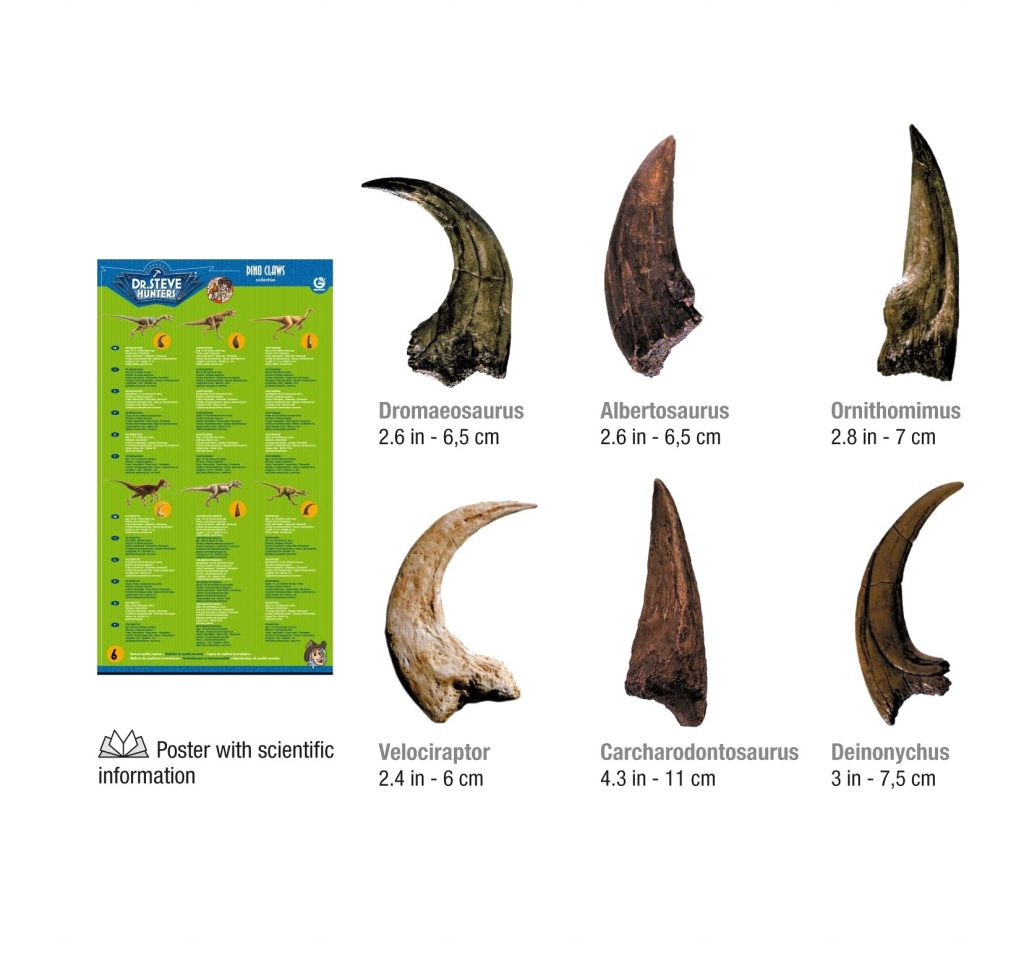 Dinosaur Claws Set – Jurassic Jacks Fossil Shack